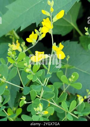 eastern wild indigo (Baptisia tinctoria Stock Photo - Alamy