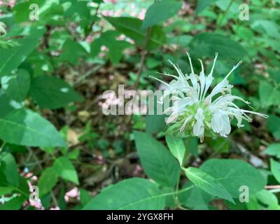 white bergamot (Monarda clinopodia Stock Photo - Alamy