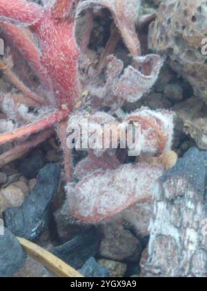Turkish rugging (Chorizanthe staticoides Stock Photo - Alamy