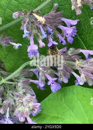 Four-banded Flower Bee (Anthophora quadrimaculata), Insecta, Greenwich ...