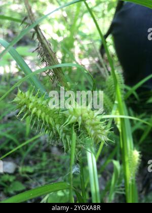retrorse sedge (Carex retrorsa Stock Photo - Alamy