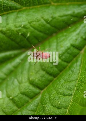 Bleeding Heart Spider (Nigma puella Stock Photo - Alamy