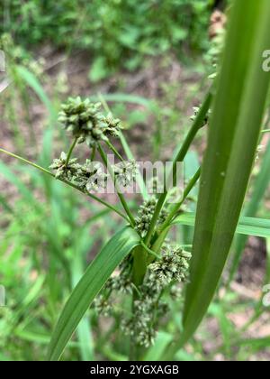 Dark Green Bulrush Complex (Scirpus atrovirens Stock Photo - Alamy