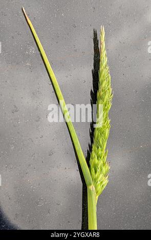 crested dogtail grass (Cynosurus cristatus Stock Photo - Alamy