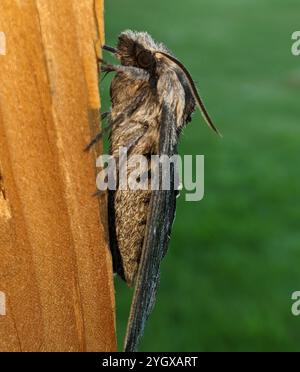 Northern Apple Sphinx (Sphinx poecila Stock Photo - Alamy