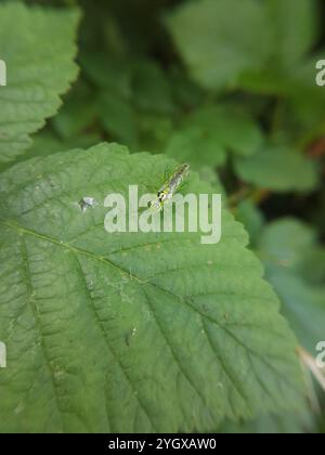 Narrow-striped Rhogogaster (Rhogogaster chlorosoma Stock Photo - Alamy