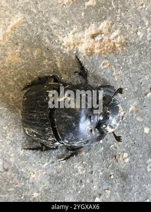 Carolina Dung Beetle (Dichotomius carolinus Stock Photo - Alamy