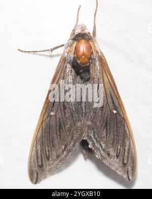 Northern Apple Sphinx (Sphinx poecila Stock Photo - Alamy