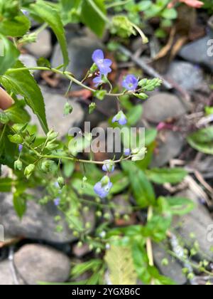 American brooklime (Veronica americana Stock Photo - Alamy