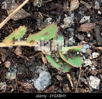 Red Caustic-creeper (Euphorbia thymifolia Stock Photo - Alamy