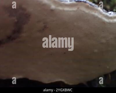 Artist's Conk (Ganoderma brownii Stock Photo - Alamy