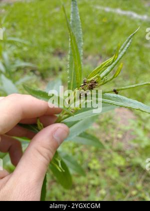 Tall Ragwort (Senecio serra Stock Photo - Alamy