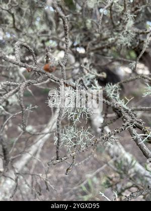 Powdery Sea-Fog Lichen (Niebla cephalota) Fungi Stock Photo - Alamy