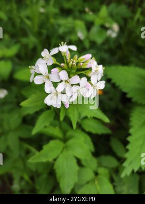Large-leaved Bittercress (Cardamine macrophylla Stock Photo - Alamy