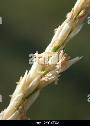 seashore dropseed (Sporobolus virginicus Stock Photo - Alamy