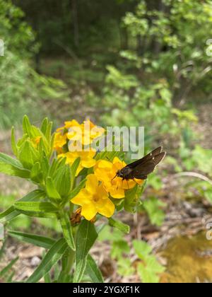 Dusted Skipper, Atrytonopsis hianna Stock Photo - Alamy