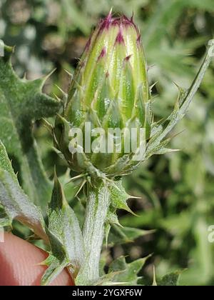 Arizona thistle (Cirsium arizonicum Stock Photo - Alamy
