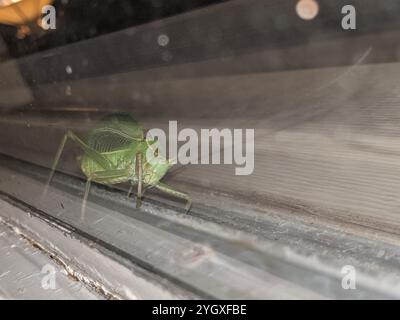Central Texas Leaf-Katydid (Paracyrtophyllus robustus Stock Photo - Alamy