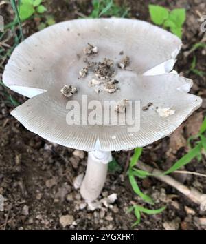 Hated Caesar (Amanita spreta Stock Photo - Alamy