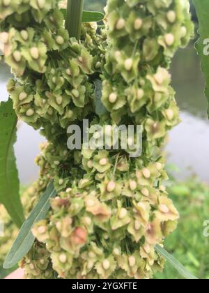Greek Dock (Rumex cristatus Stock Photo - Alamy