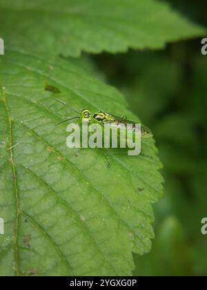 Narrow-striped Rhogogaster (Rhogogaster chlorosoma Stock Photo - Alamy
