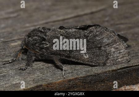 Northern Finned Prominent (Notodonta torva Stock Photo - Alamy