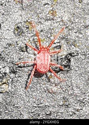 Sidewalk Mites (Balaustium Stock Photo - Alamy