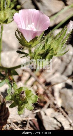 Rough Marsh-mallow (Malva setigera Stock Photo - Alamy