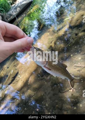 Fallfish (Semotilus corporalis Stock Photo - Alamy