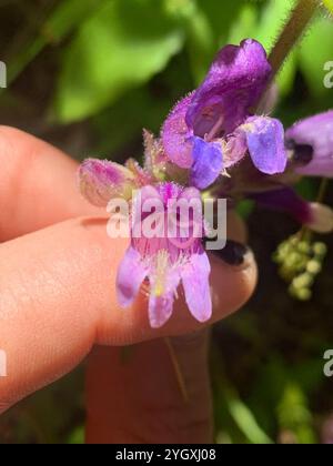 Rattan's Beardtongue (Penstemon rattanii Stock Photo - Alamy