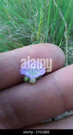 Linearleaf Phacelia (Phacelia linearis Stock Photo - Alamy