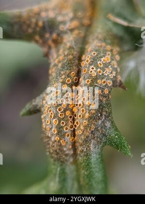 Groundsel crown rust (Puccinia lagenophorae Stock Photo - Alamy