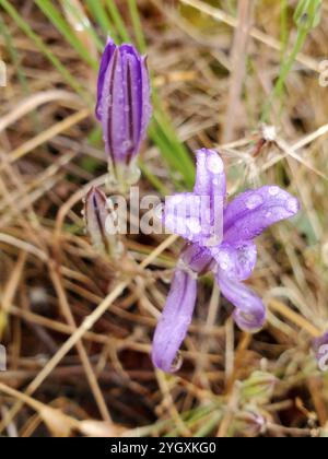 crown brodiaea (Brodiaea coronaria Stock Photo - Alamy