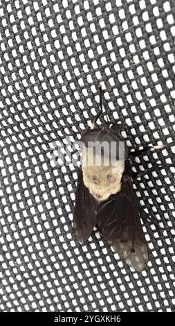 Western Black Horse Fly (Tabanus punctifer Stock Photo - Alamy