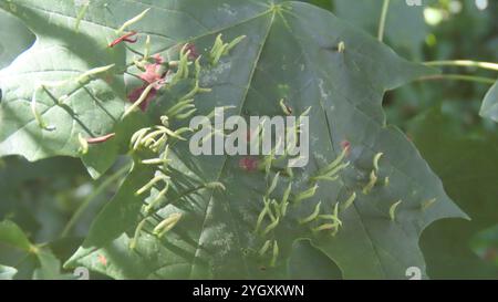 Maple Spindle Gall Mite (Vasates aceriscrumena Stock Photo - Alamy