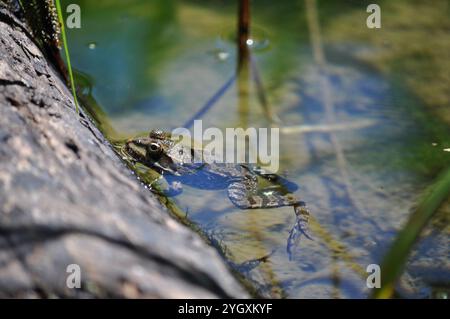 Marsh frog complex (Pelophylax ridibundus Stock Photo - Alamy