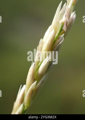 seashore dropseed (Sporobolus virginicus Stock Photo - Alamy