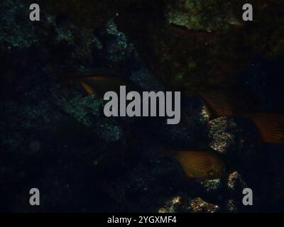 Rhomboid Sweeper (Pempheris rhomboidea Stock Photo - Alamy