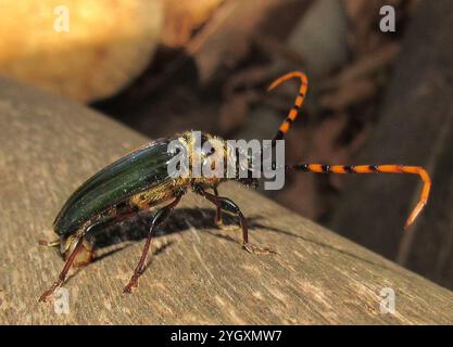 (Retrachydes thoracicus thoracicus Stock Photo - Alamy