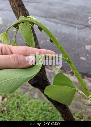 Mexican Treehopper (Membracis mexicana Stock Photo - Alamy