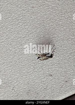 Lesser Variegated Snipe Fly (Rhagio punctipennis Stock Photo - Alamy