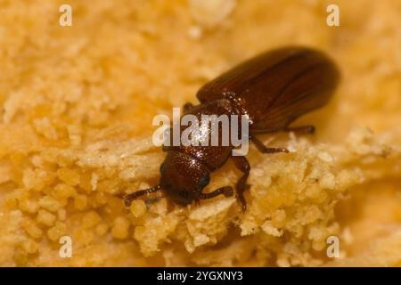 Ironclad beetles (Zopheridae Stock Photo - Alamy