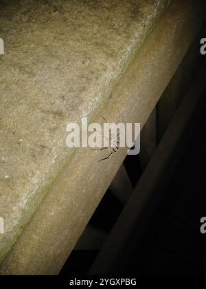 White Banded Fishing - Dolomedes albineus - front face view isolated on ...