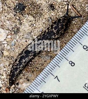 Brown-spotted Mantleslug (Philomycus venustus Stock Photo - Alamy