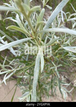 interior sandbar willow (Salix interior Stock Photo - Alamy