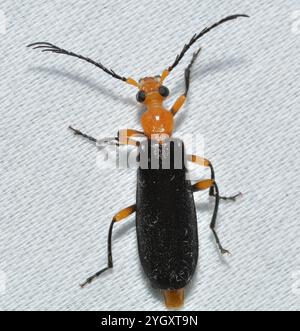 Thighed Fire-colored Beetle (Neopyrochroa femoralis Stock Photo - Alamy