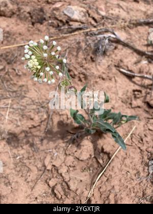 Snowball Sand Verbena (Abronia fragrans Stock Photo - Alamy