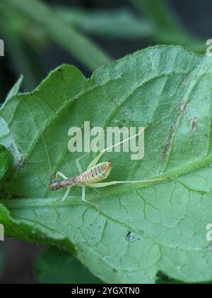Two-spotted Tree Cricket (Neoxabea bipunctata Stock Photo - Alamy
