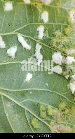 Lime Felt Gall Mite (Eriophyes leiosoma) Arachnida Stock Photo - Alamy