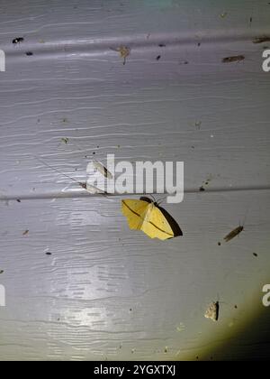 Yellow Slant-line (Tetracis crocallata Stock Photo - Alamy